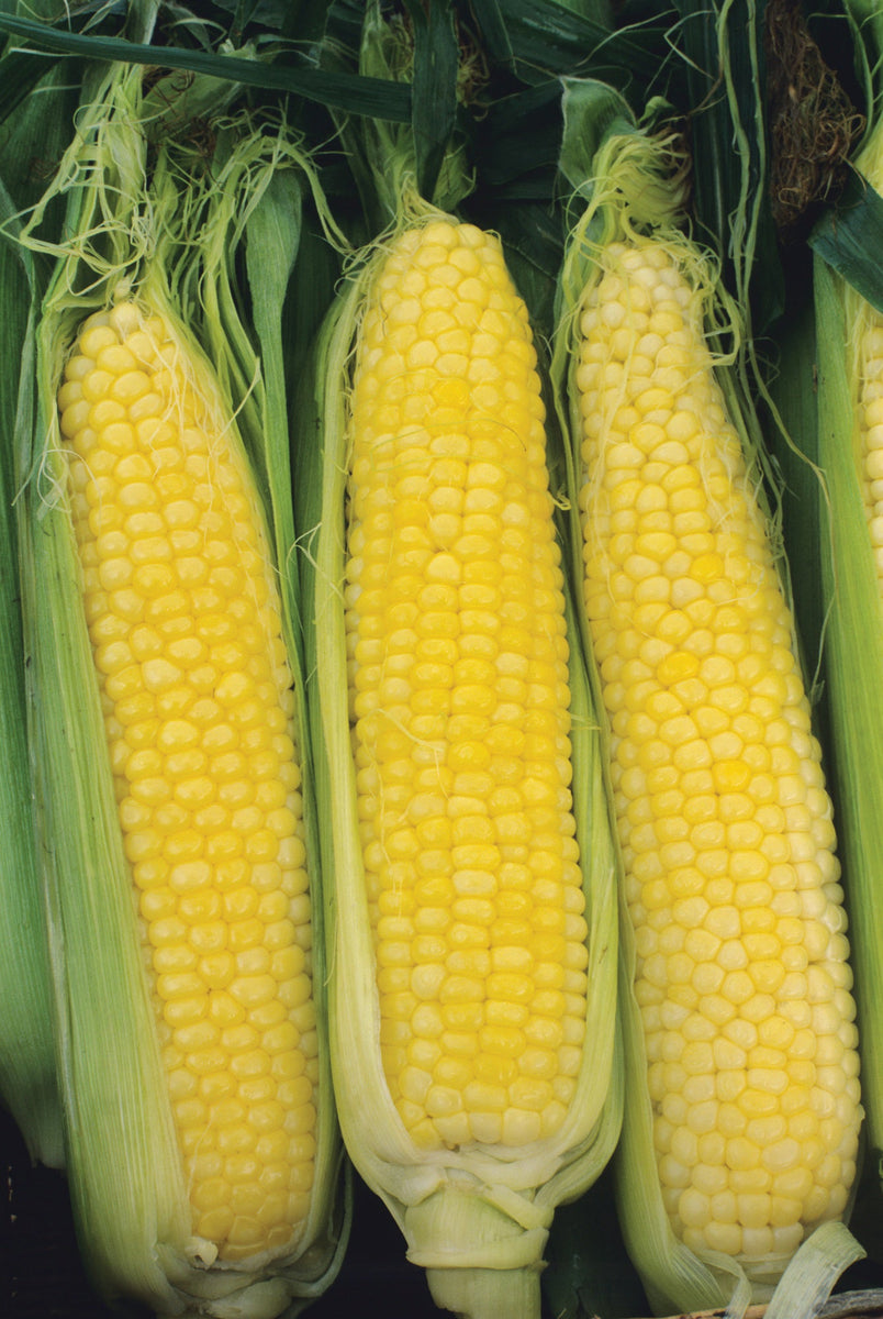 SWEETCORN HONEY SELECT HYBRID - Cumberland, MD - Southern States ...